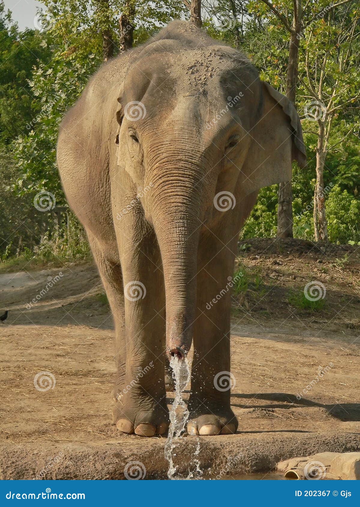 Bere dell'elefante immagine stock. Immagine di caldo, asiatico - 202367
