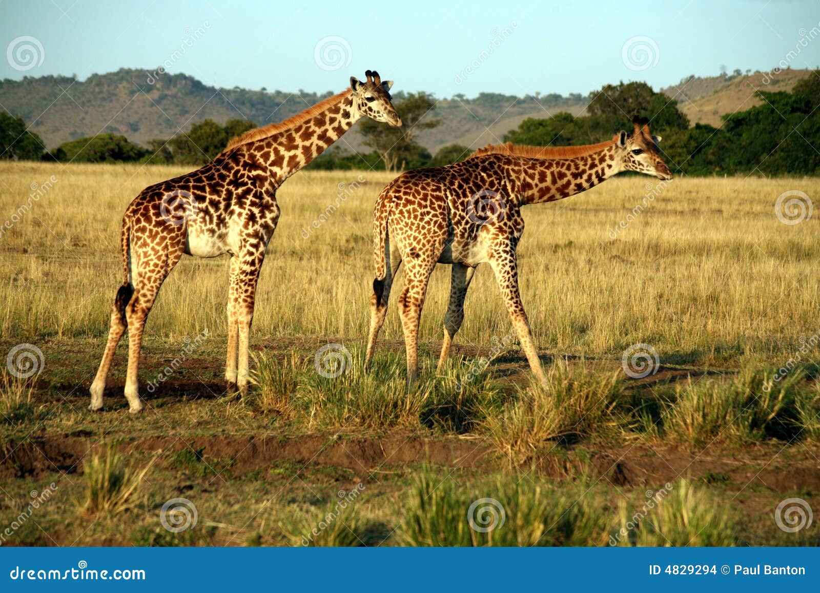 Bere Della Giraffa (il Kenia) Fotografia Stock - Immagine di gioco ...