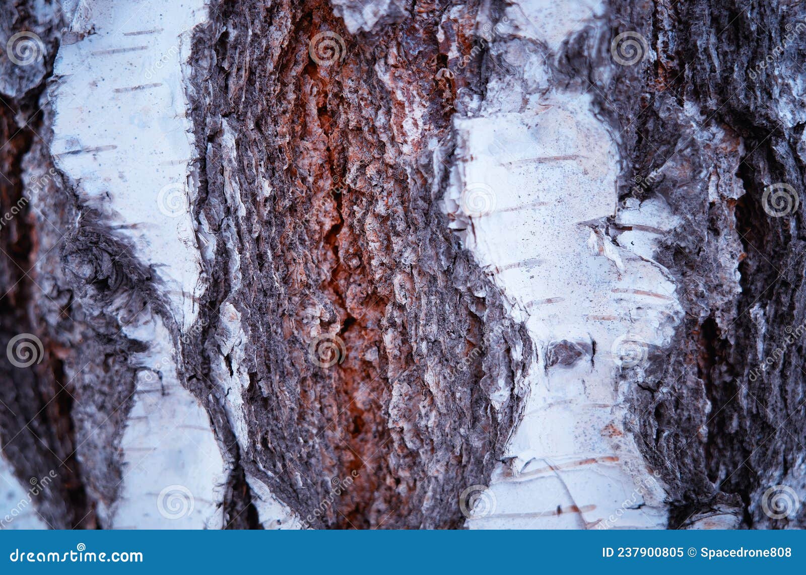 Bereza Tree Bark Texture Backdrop Stock Image - Image of trunk, white ...