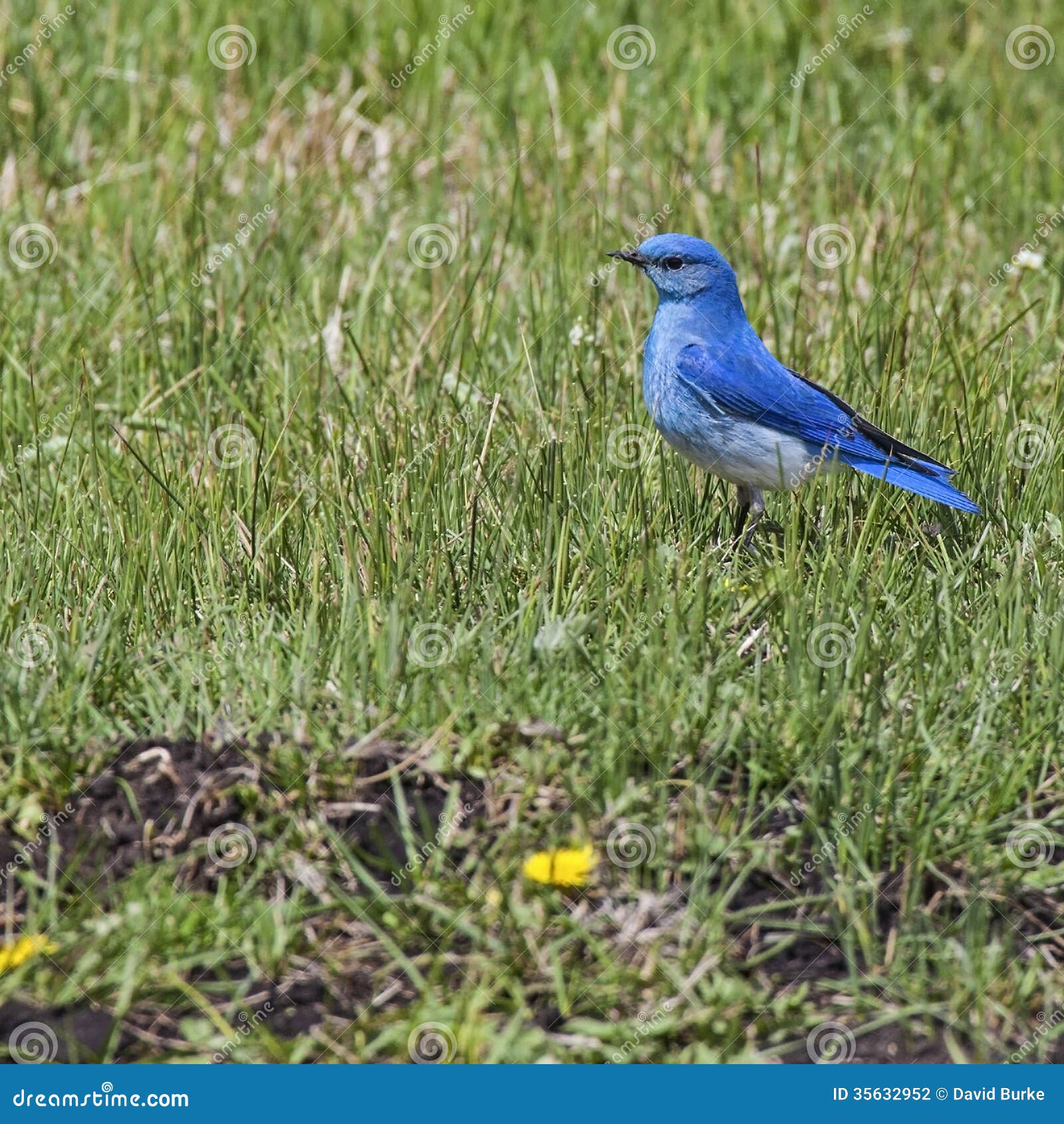 Berg blauwe vogel in gras stock foto. Image of nave, blauwvogel - 35632952