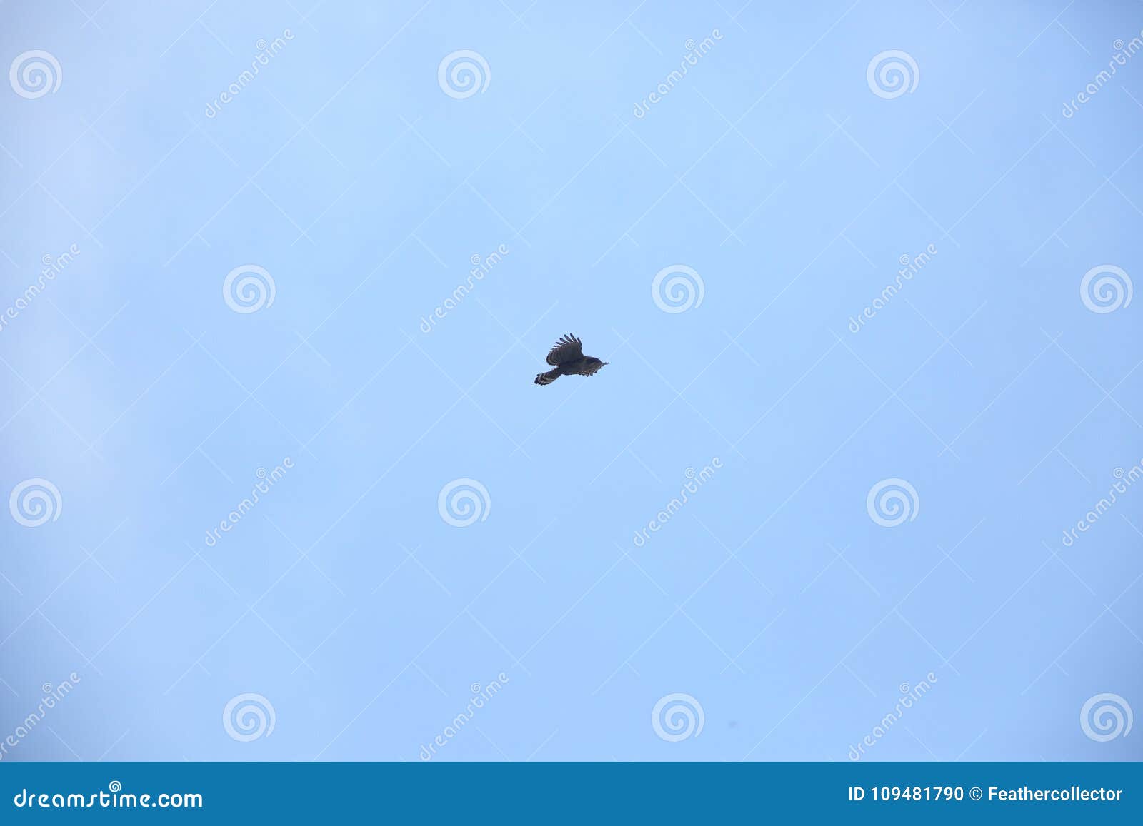 Berg Falke-Eagle in Japan stockfoto. Bild von hintergrund - 109481790