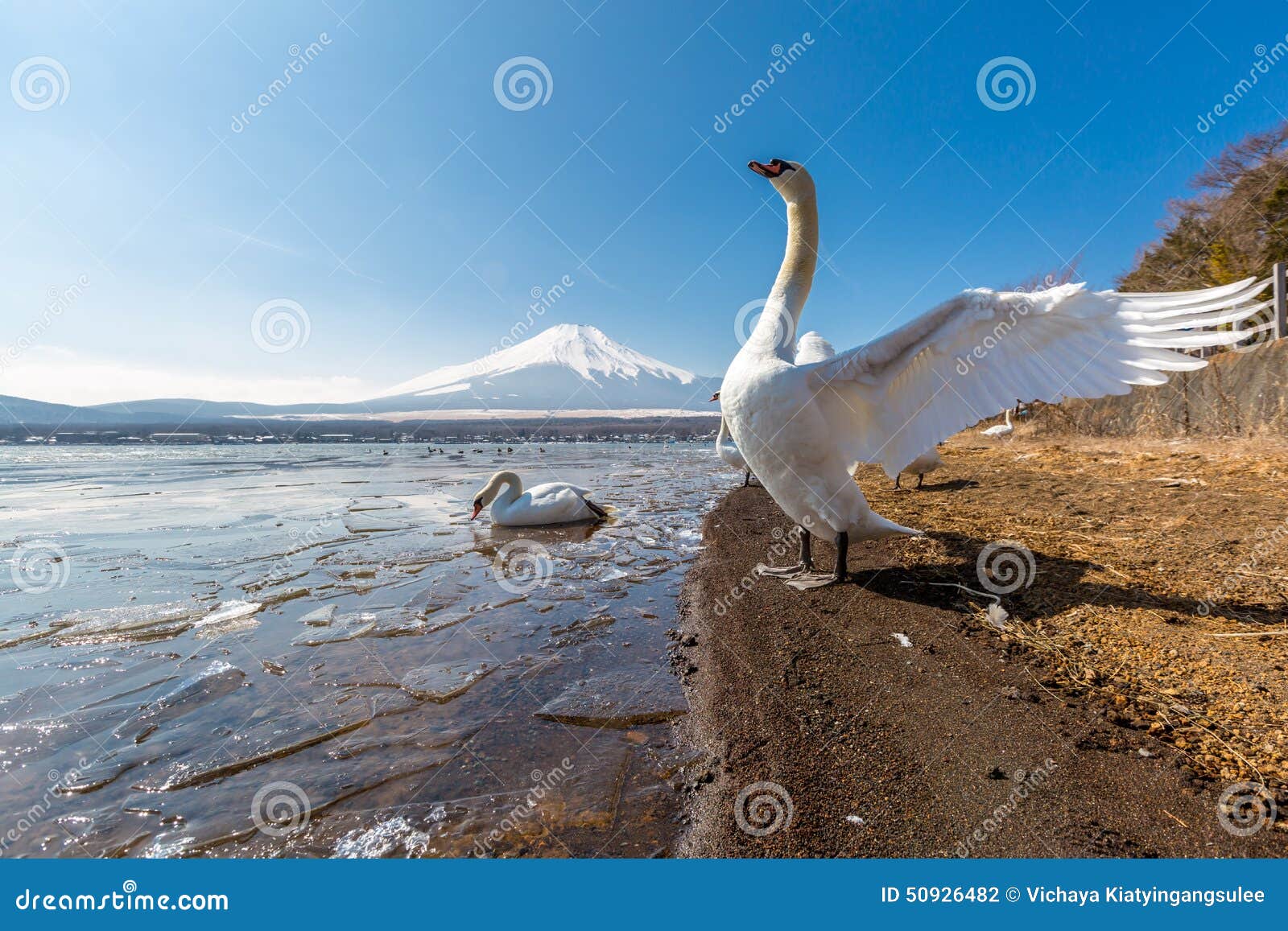 Berg Fuji Yamanaka Und Gans Stockfoto - Bild von reise, schön: 50926482