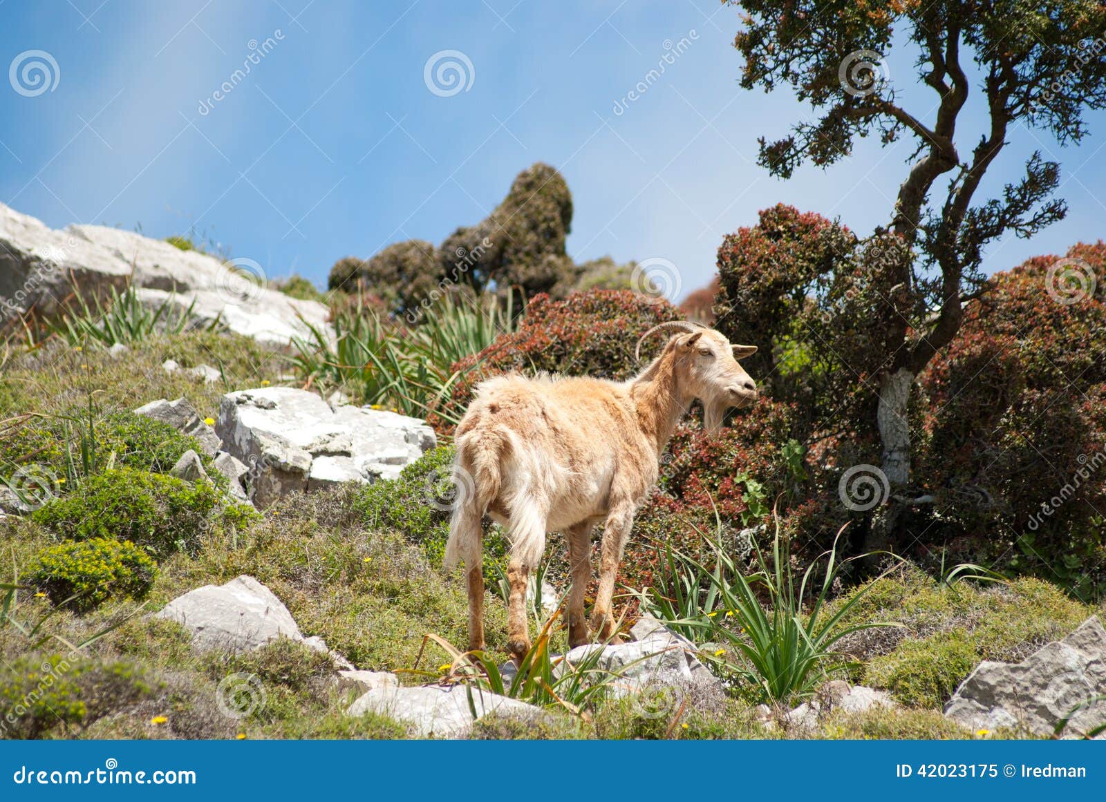 Berg-geit stock afbeelding. Image of griekenland, terrein - 42023175