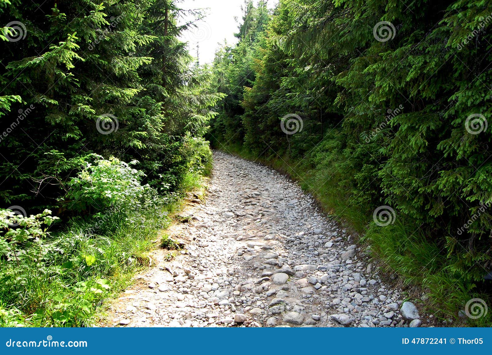 Berg, Steiniger Weg Mitten in Dem Wald Stockbild - Bild von beleuchtet ...