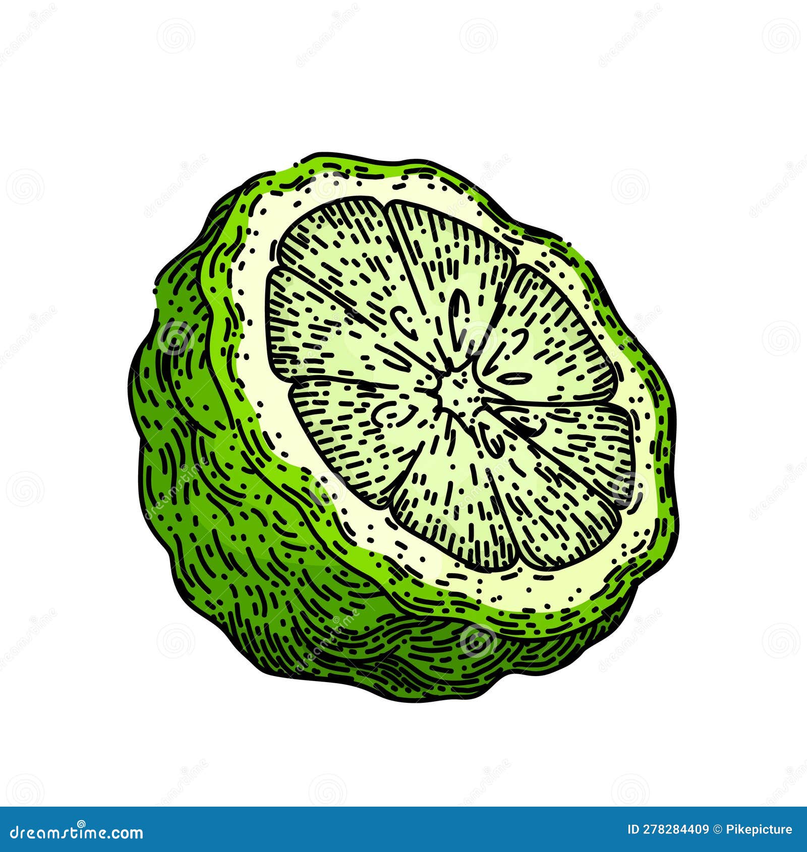 Bergamot Hand Draw Vintage Engraving Style Black And White Clip Art