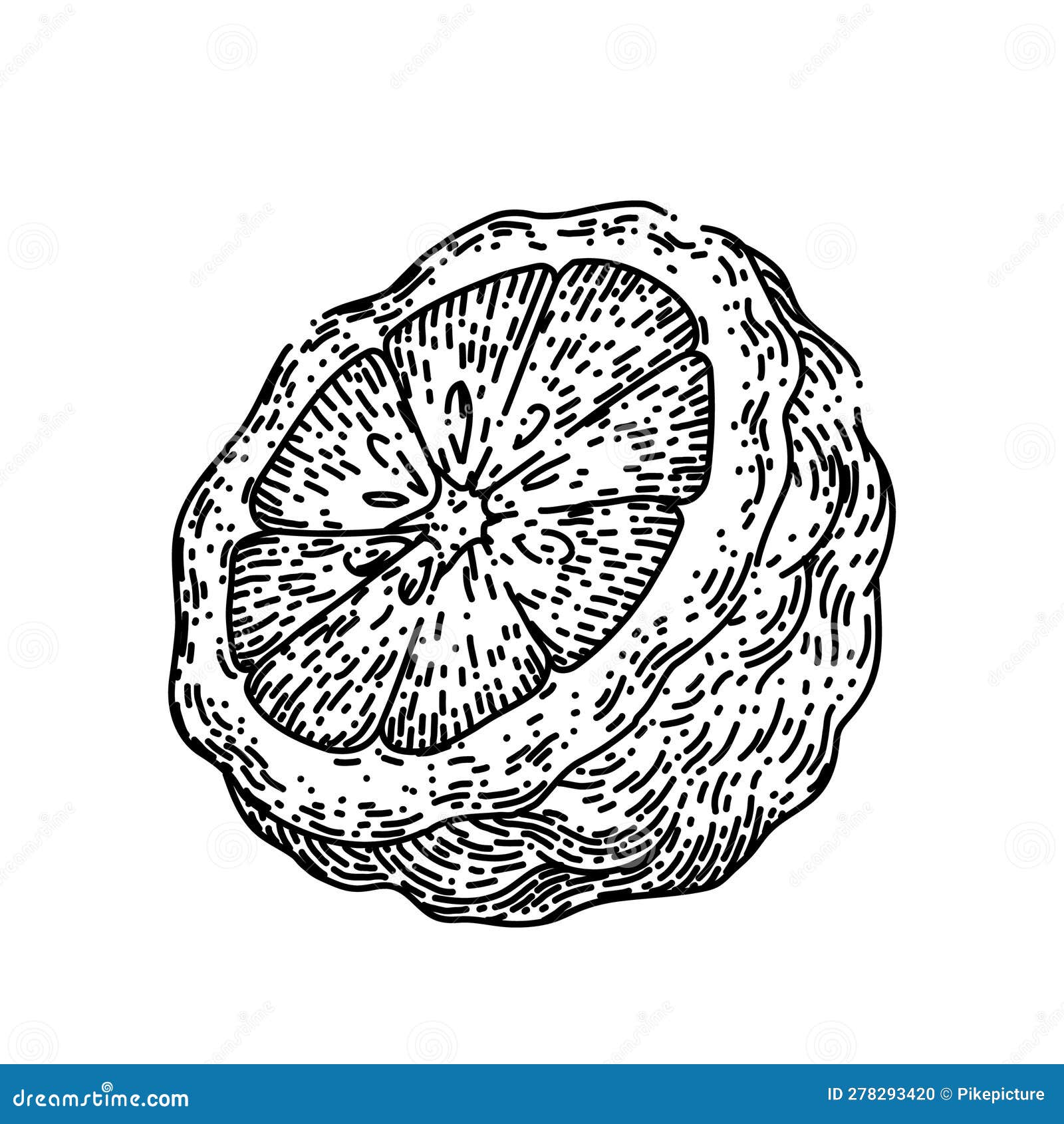 Bergamot Hand Draw Vintage Engraving Style Black And White Clip Art