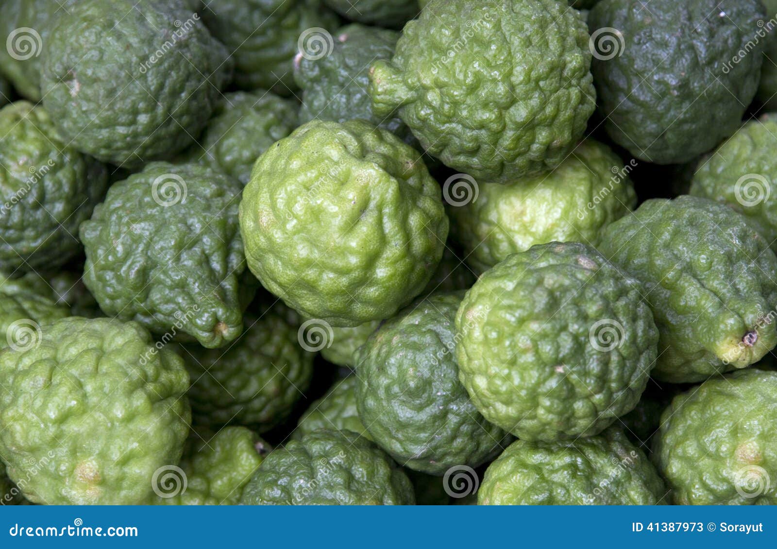 Bergamot stock image. Image of food, generic, leech, eating - 41387973