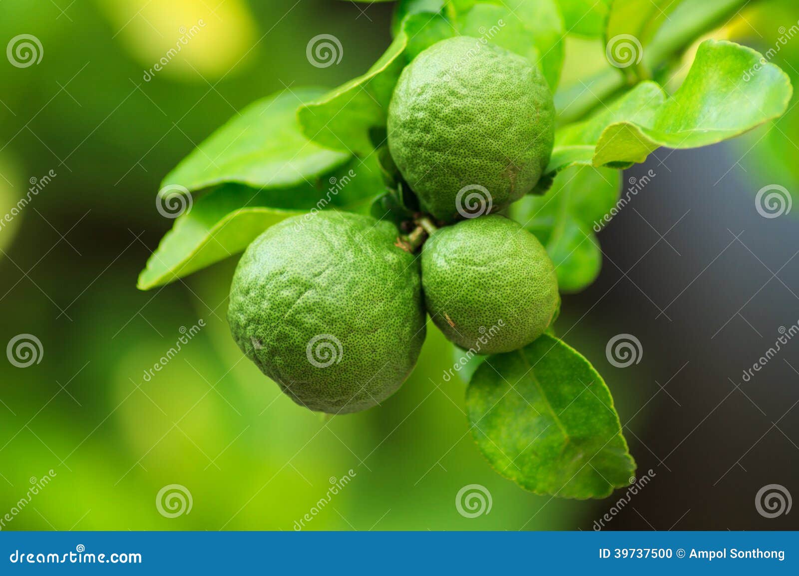 Bergamot stock photo. Image of makrut, organic, cuisine - 39737500