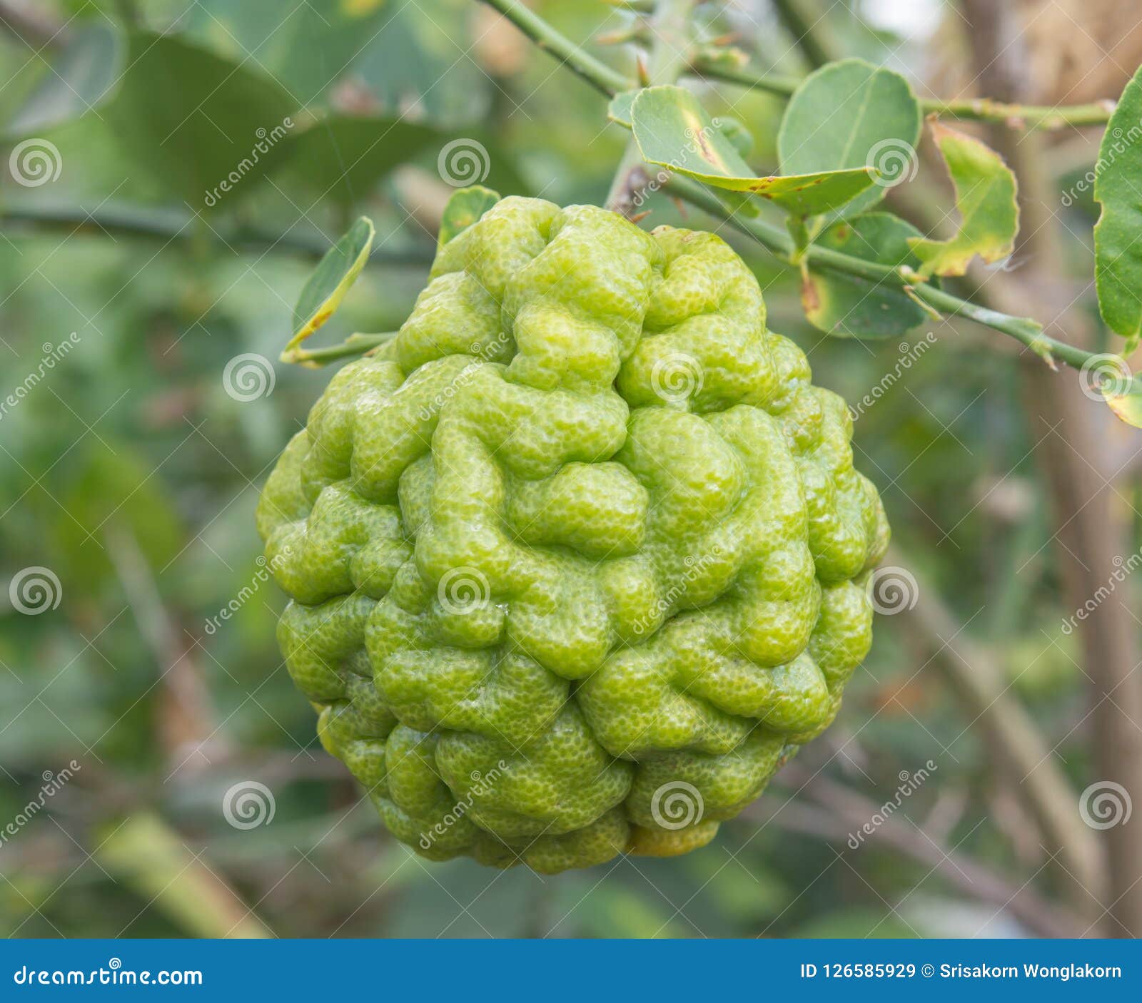 Bergamot fresh on a tree stock image. Image of fresh - 126585929