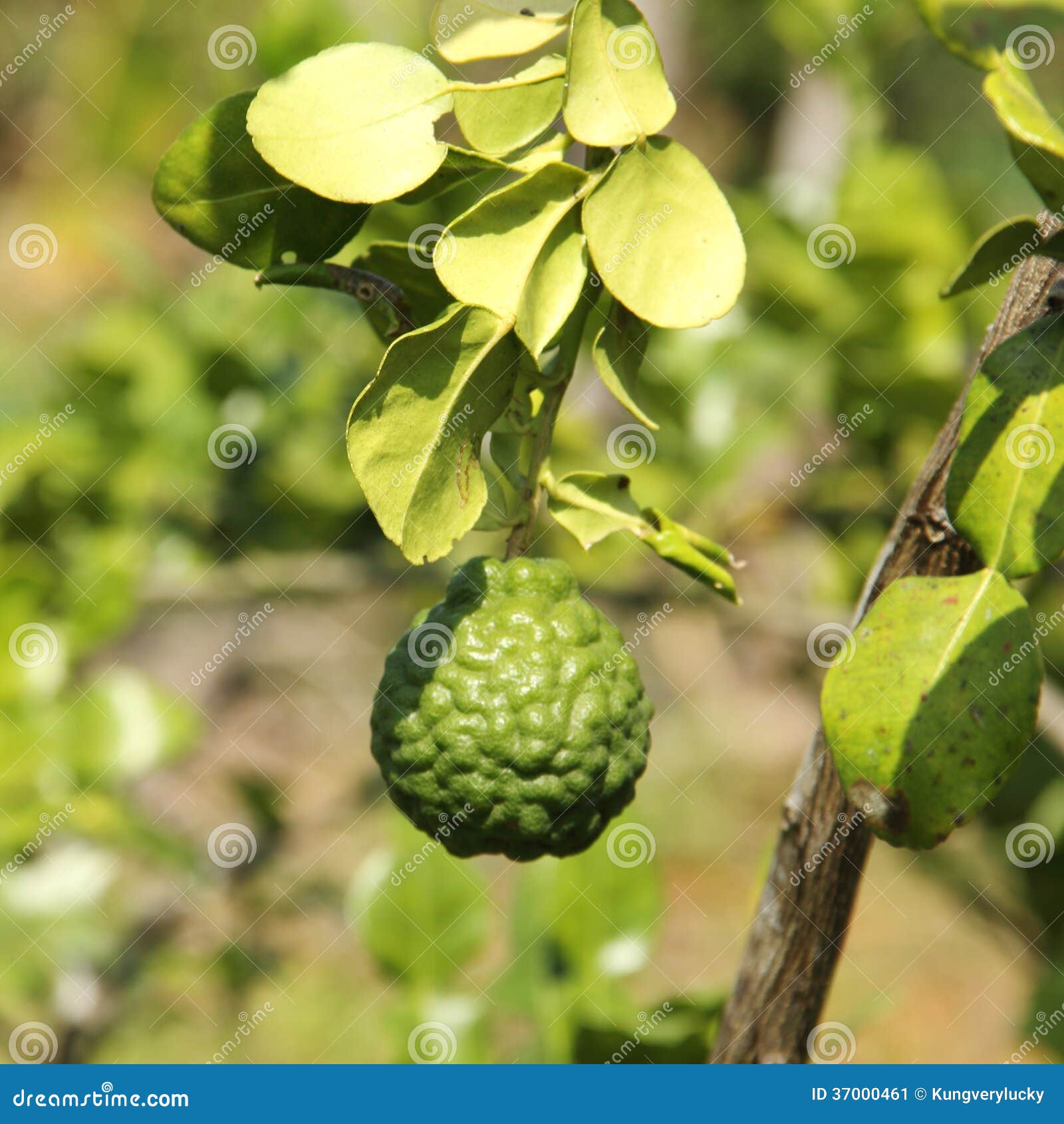 Bergamot fruit stock image. Image of produce, lime, conditioner - 37000461