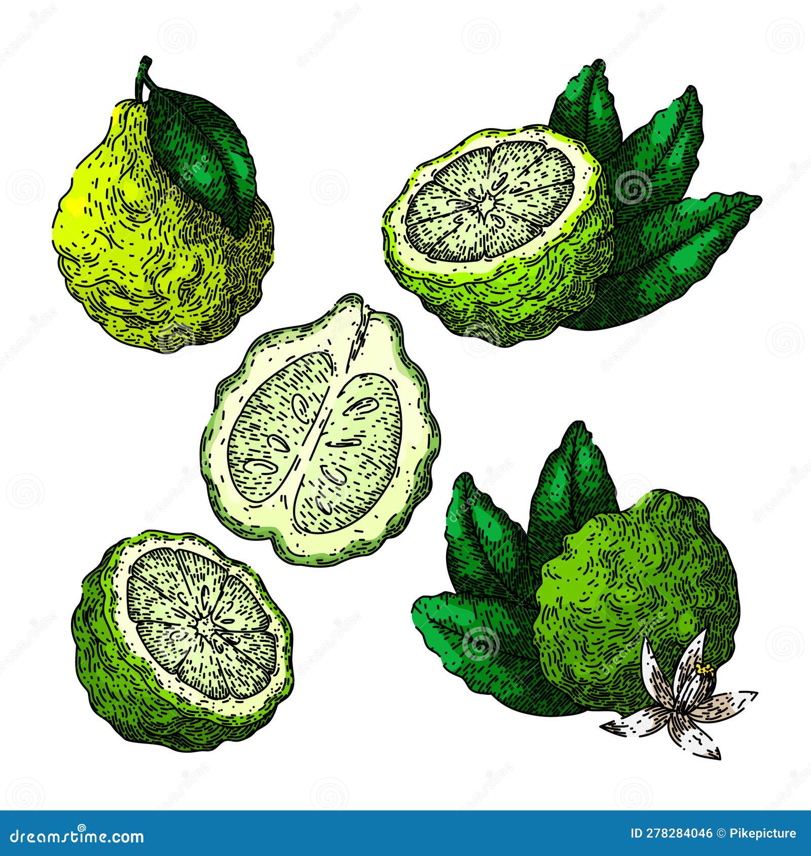 Bergamot Hand Draw Vintage Engraving Style Black And White Clip Art