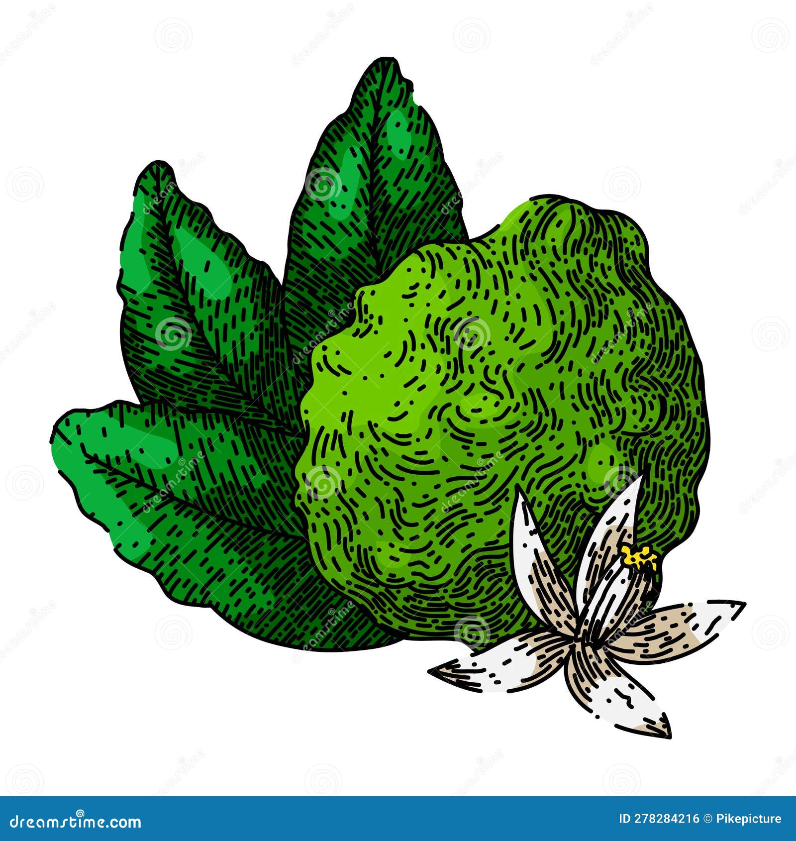 Bergamot Hand Draw Vintage Engraving Style Black And White Clip Art