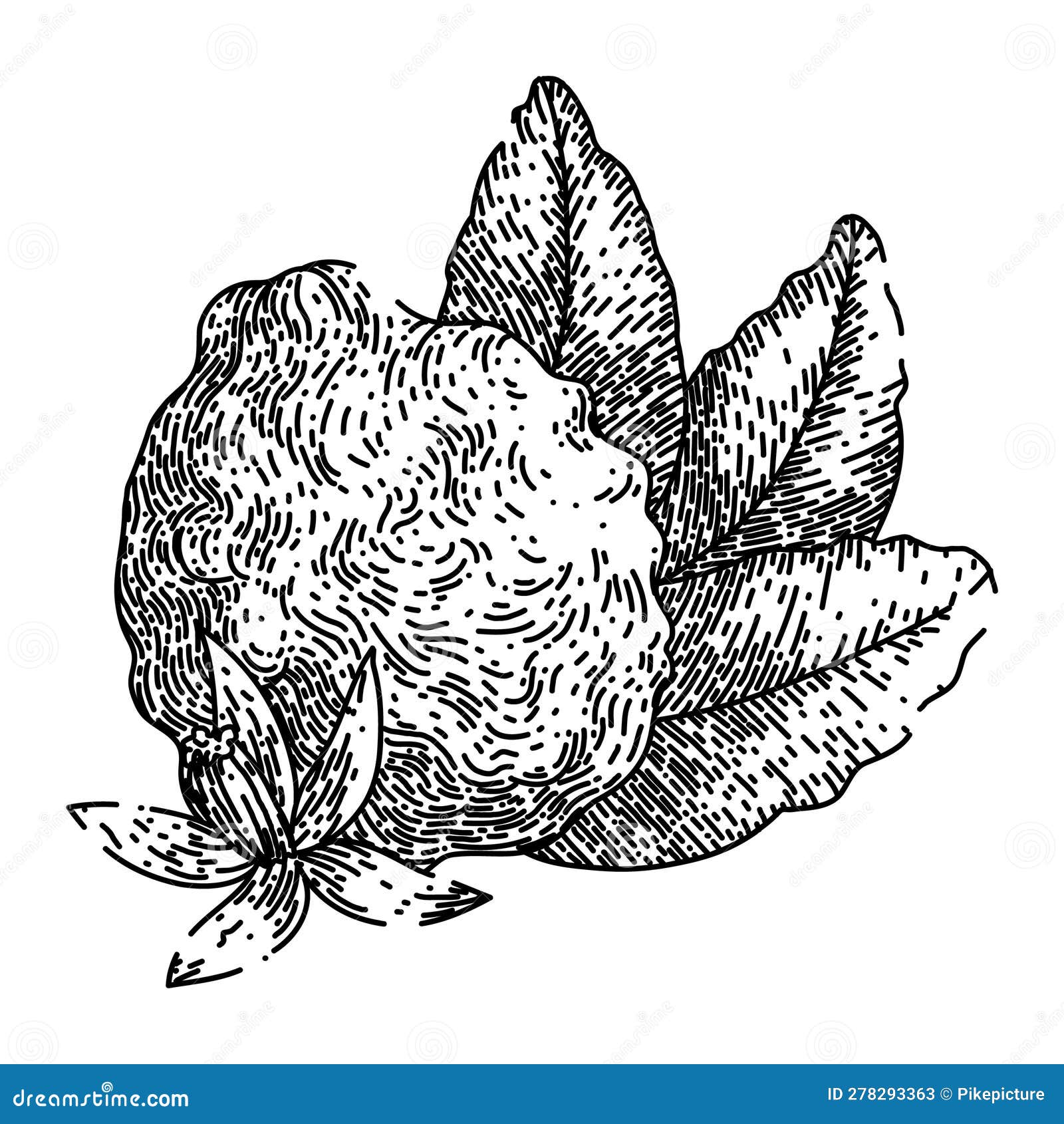 Bergamot Hand Draw Vintage Engraving Style Black And White Clip Art