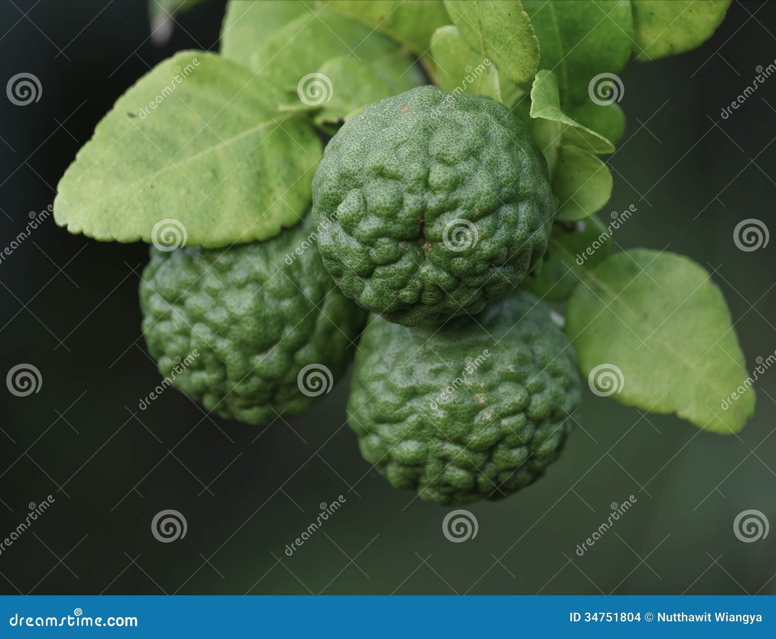 Bergamot stock photo. Image of asian, wrinkle, food, grown - 34751804