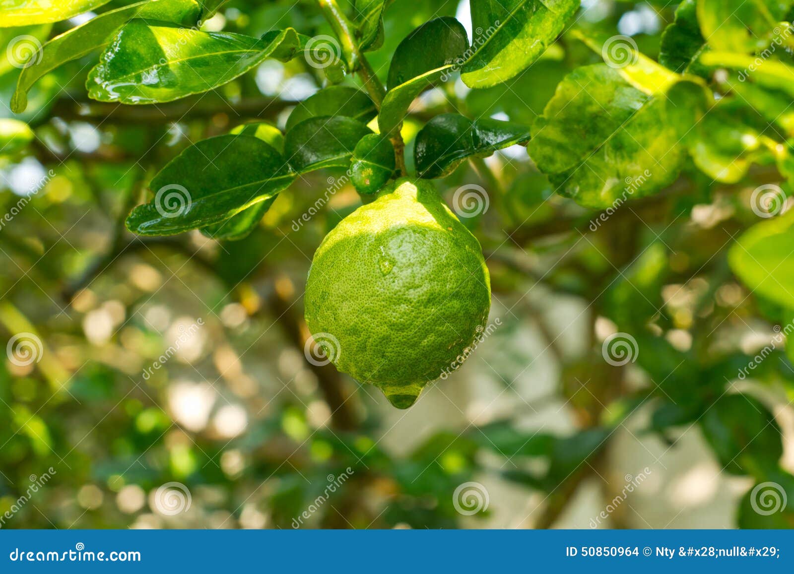 Bergamot stock photo. Image of fruit, shampoo, trees - 50850964