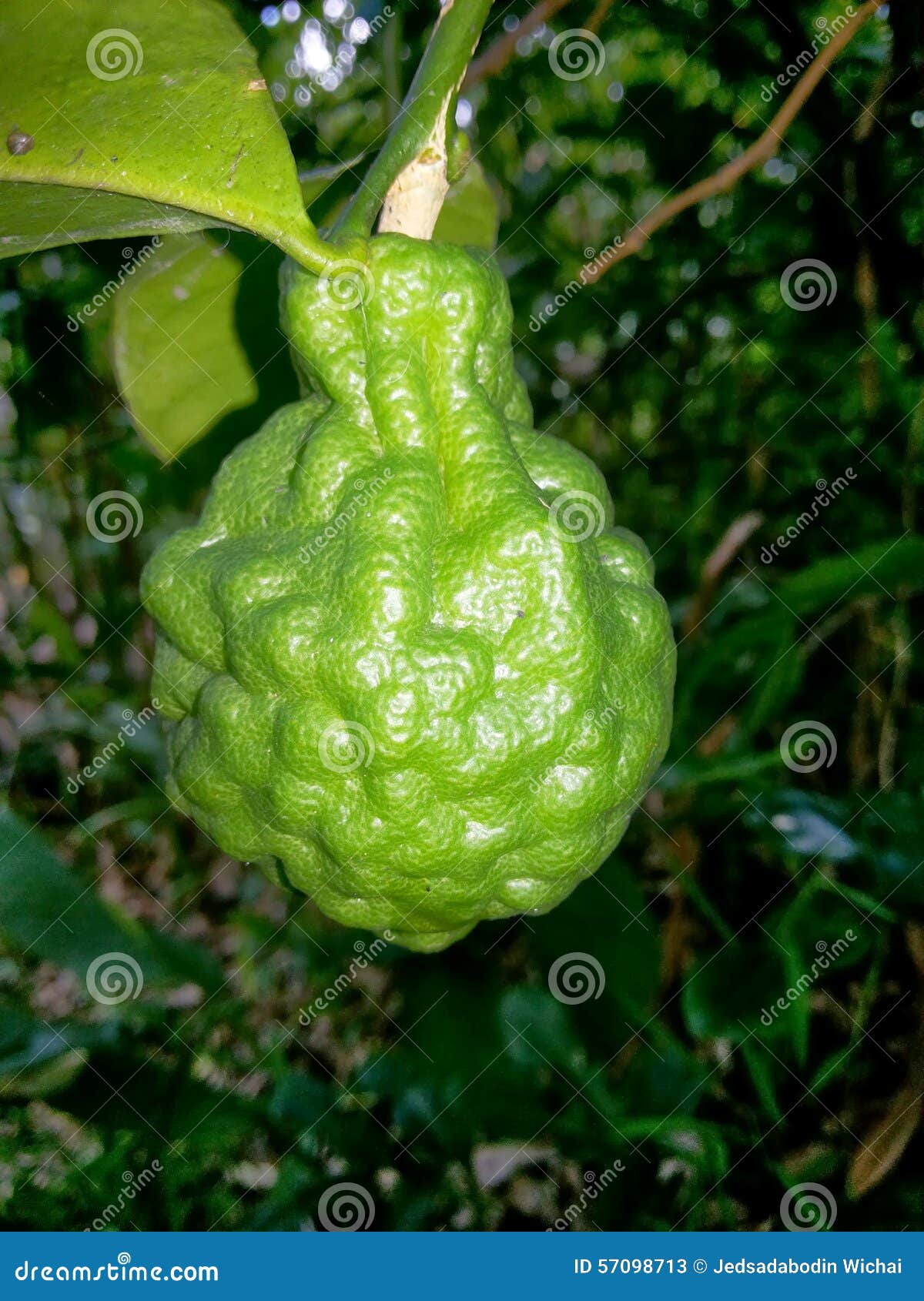 Bergamot fruits stock image. Image of herb, bergamot - 57098713