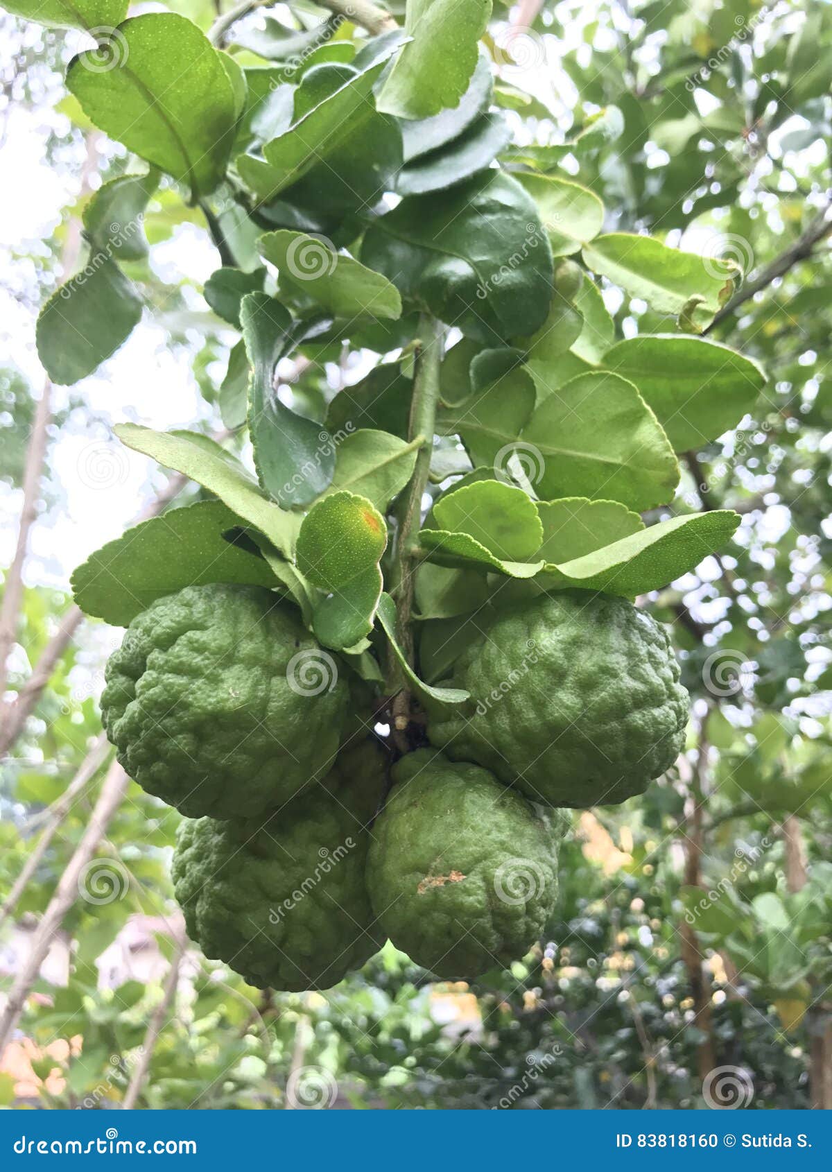 Bergamot stock photo. Image of tree, agriculture, bergamot - 83818160