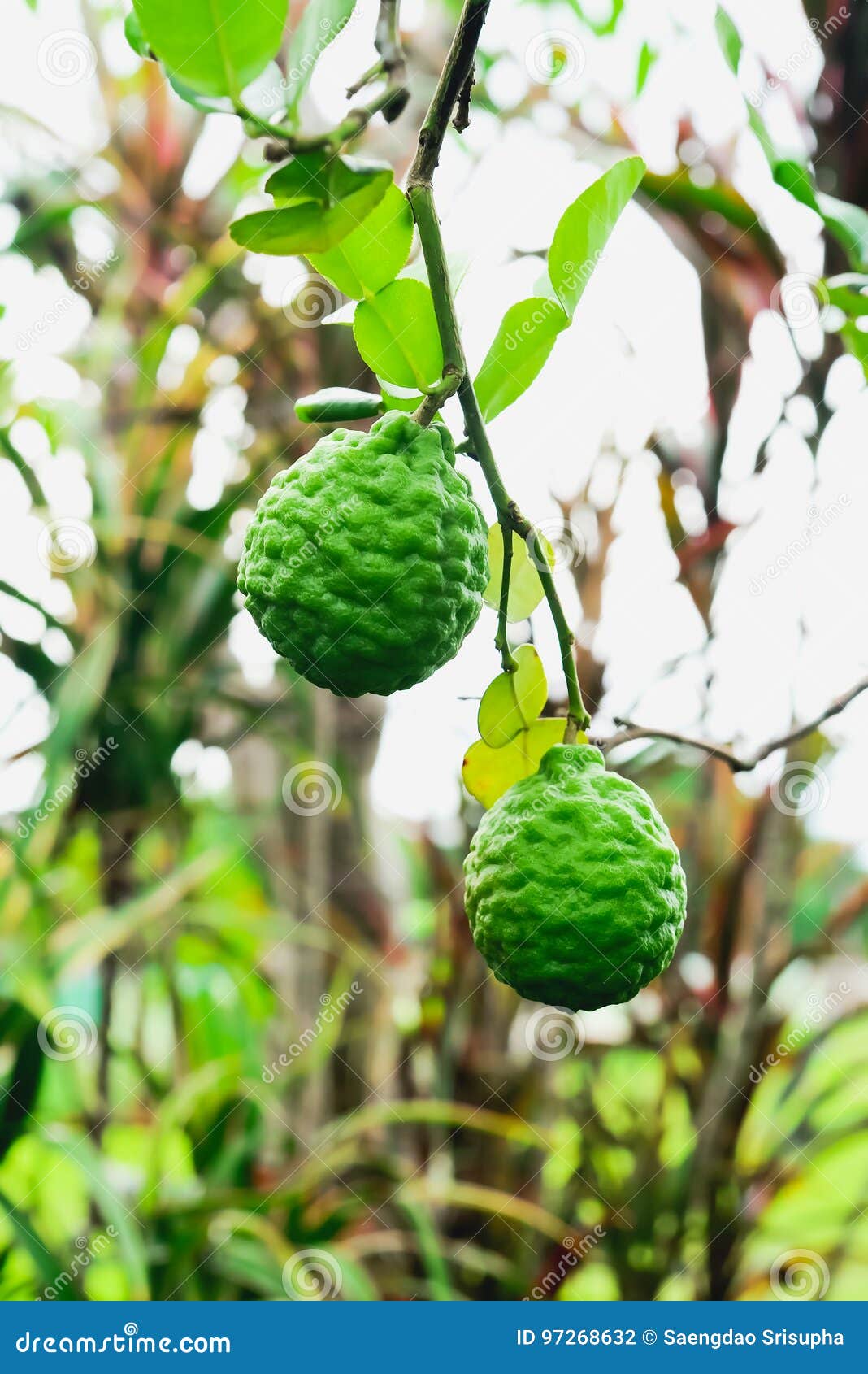 Bergamot stock photo. Image of natural, lemon, insecticide - 97268632