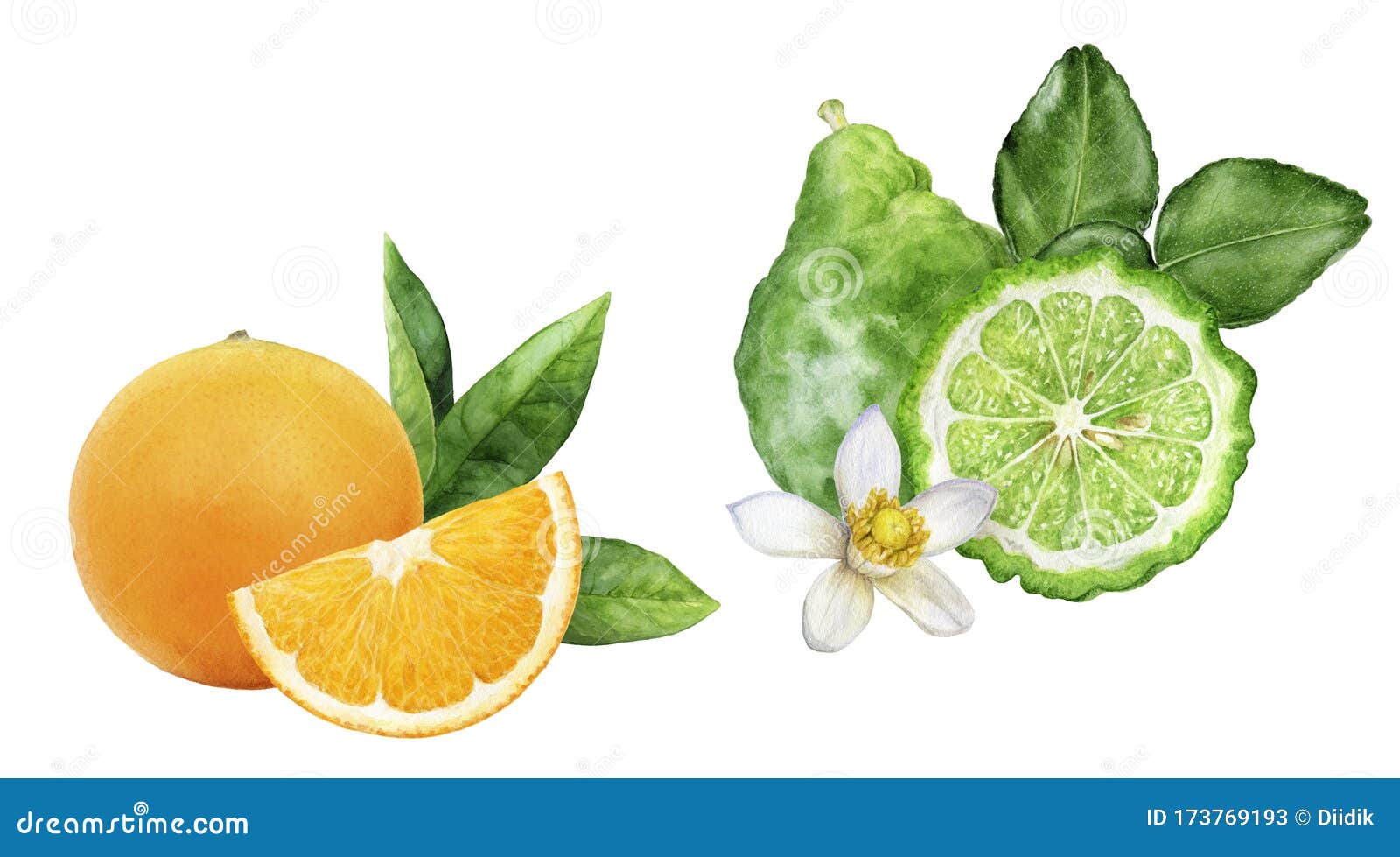 Bergamot With Leaves Orange Watercolor Isolated On White Background