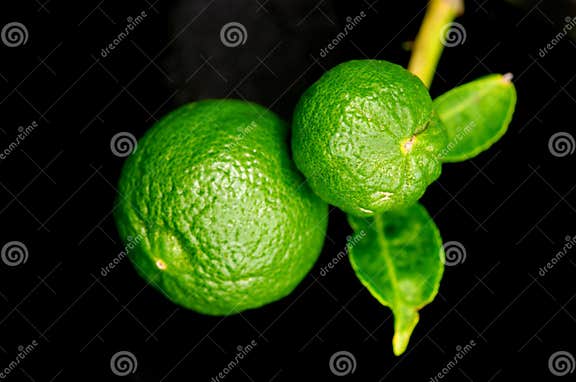 Bergamot Orange Hanging Fruits With Leaf On Black Backg Stock Image