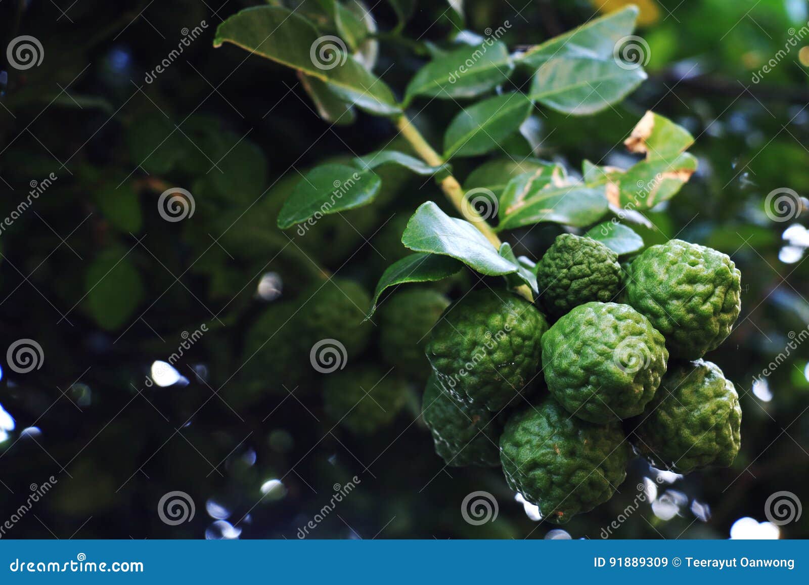 Bergamot Plant Stock Photos - Download 2,172 Royalty Free Photos
