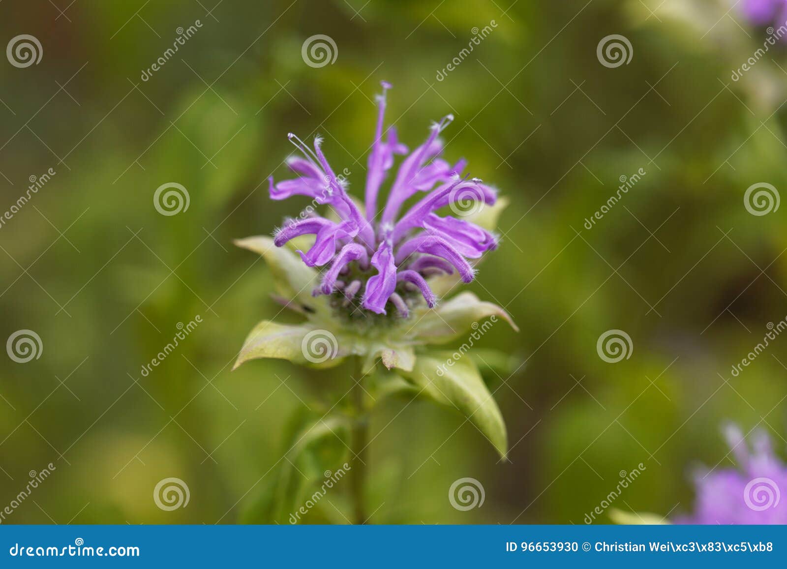 Bergamot Plant, Monarda Didyma Stock Photo - Image of bergamot, flower ...