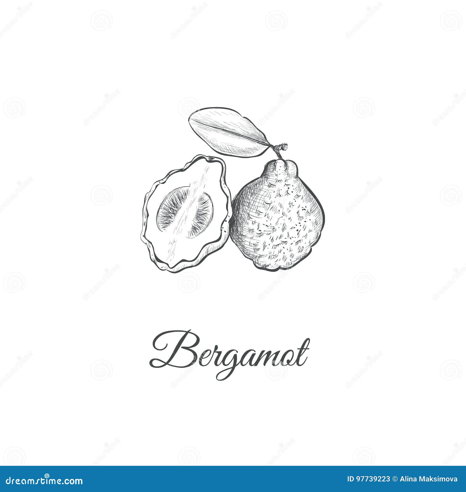 Bergamot Hand Draw Vintage Engraving Style Black And White Clip Art