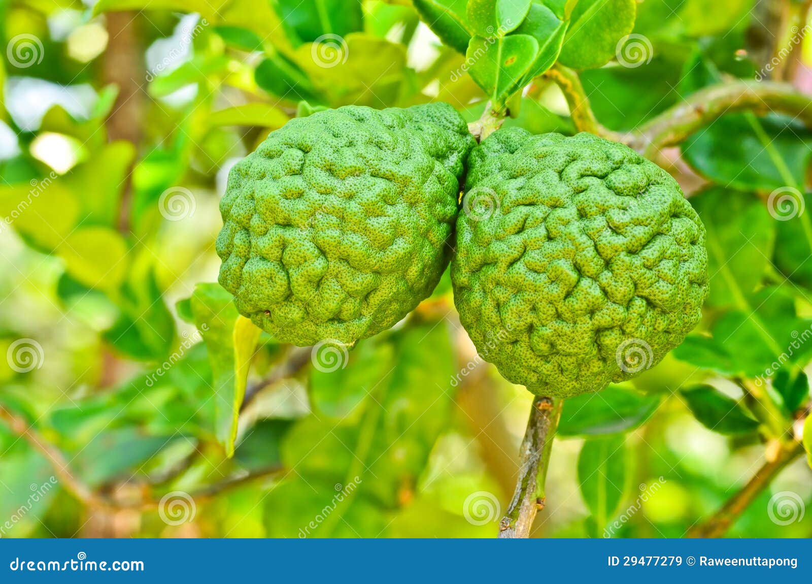 Bergamot on Tree stock image. Image of kabuyao, control - 29477279