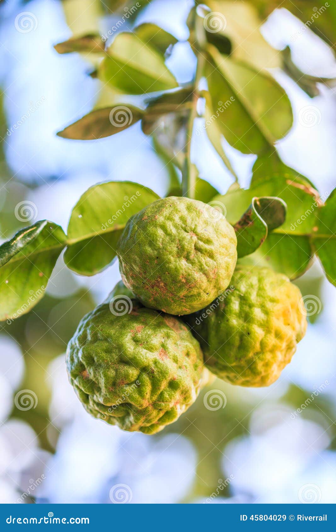 Bergamot stock image. Image of grown, herbal, asian, conditioner - 45804029