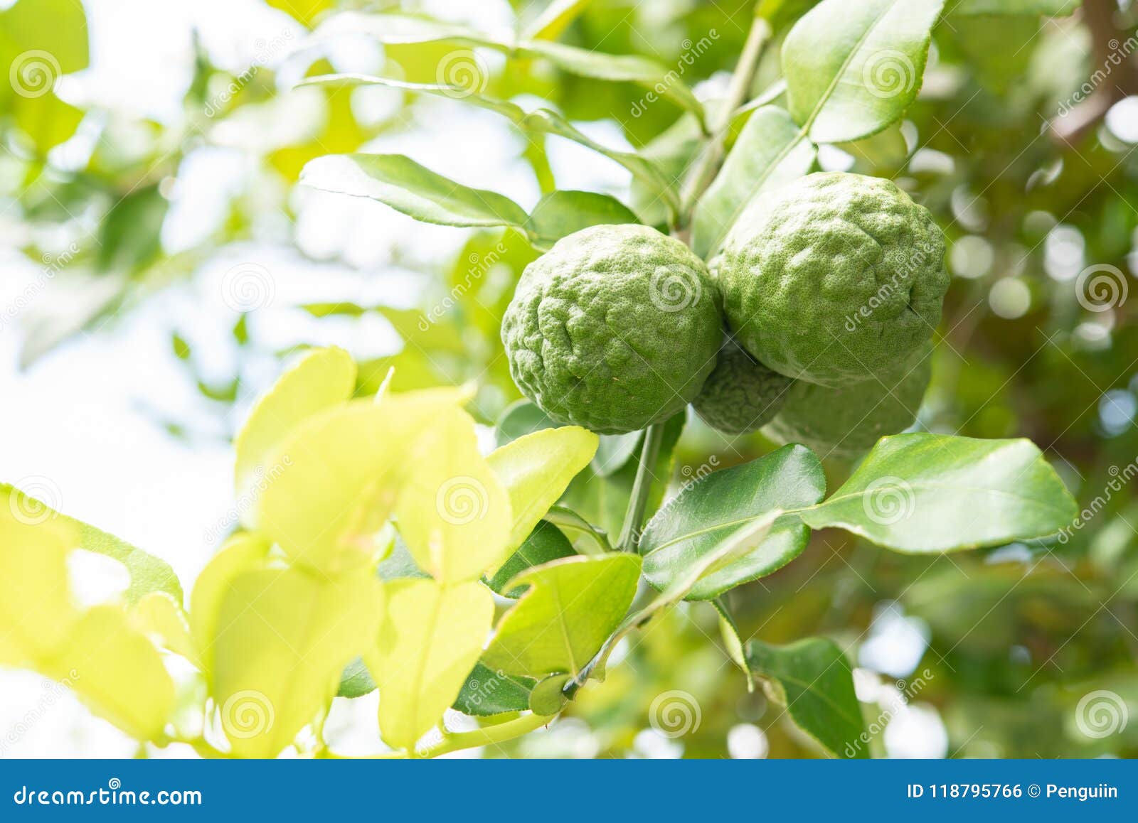 Bergamot on tree stock photo. Image of organic, ingredient - 118795766
