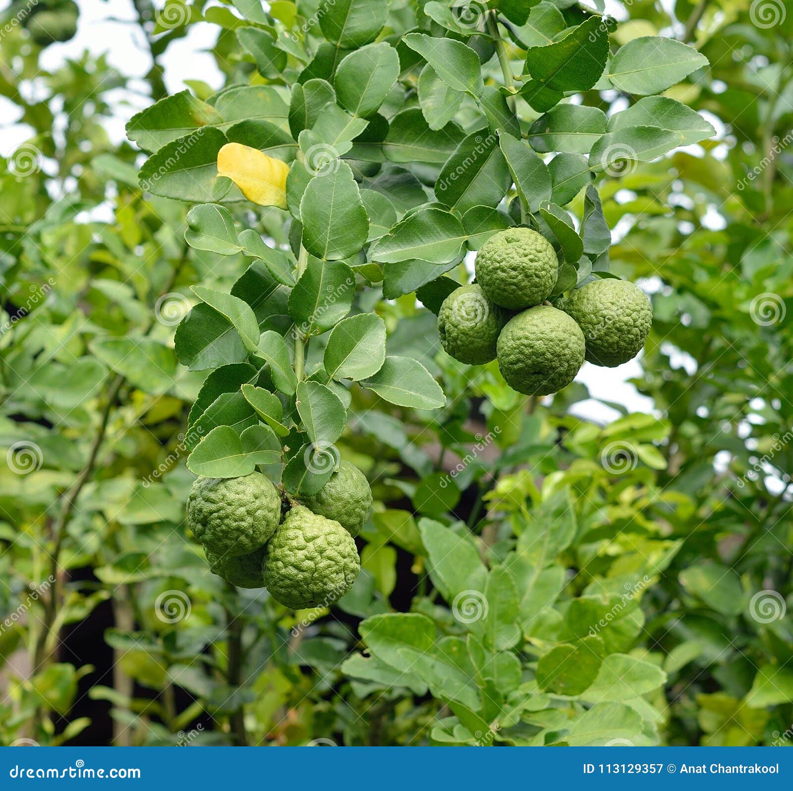 Bergamot on Tree stock image. Image of fruit, asian - 113129357