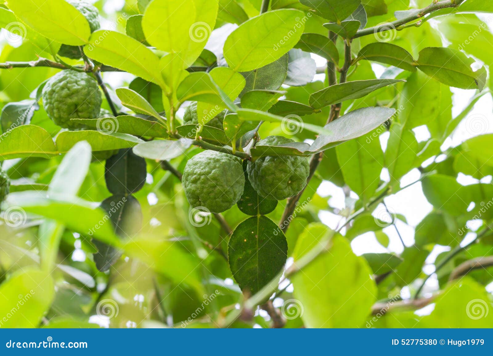 Bergamot tree on isolate stock photo. Image of white - 52775380