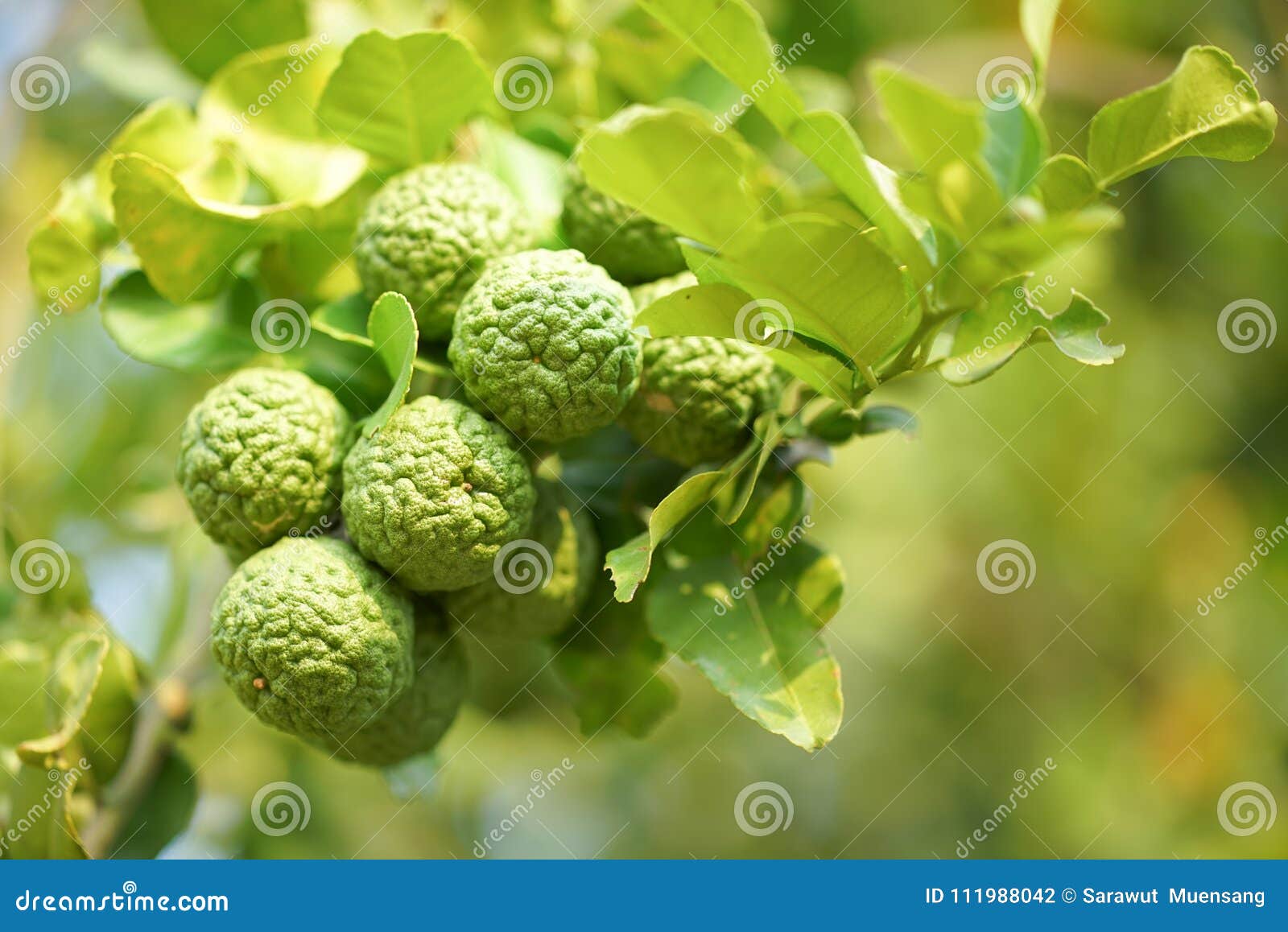 Bergamot on Tree stock photo. Image of charm, culture - 111988042