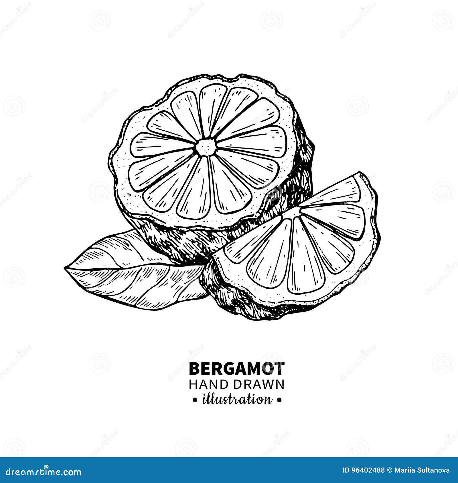 Bergamot Vector Drawing Isolated Vintage Illustration Of Citru Stock