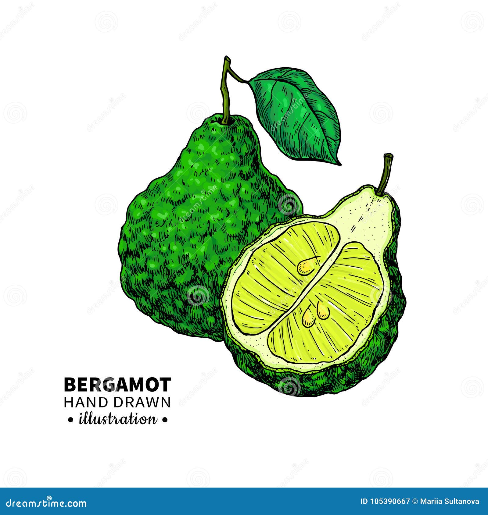 Bergamot Vector Drawing Isolated Vintage Illustration Cartoondealer