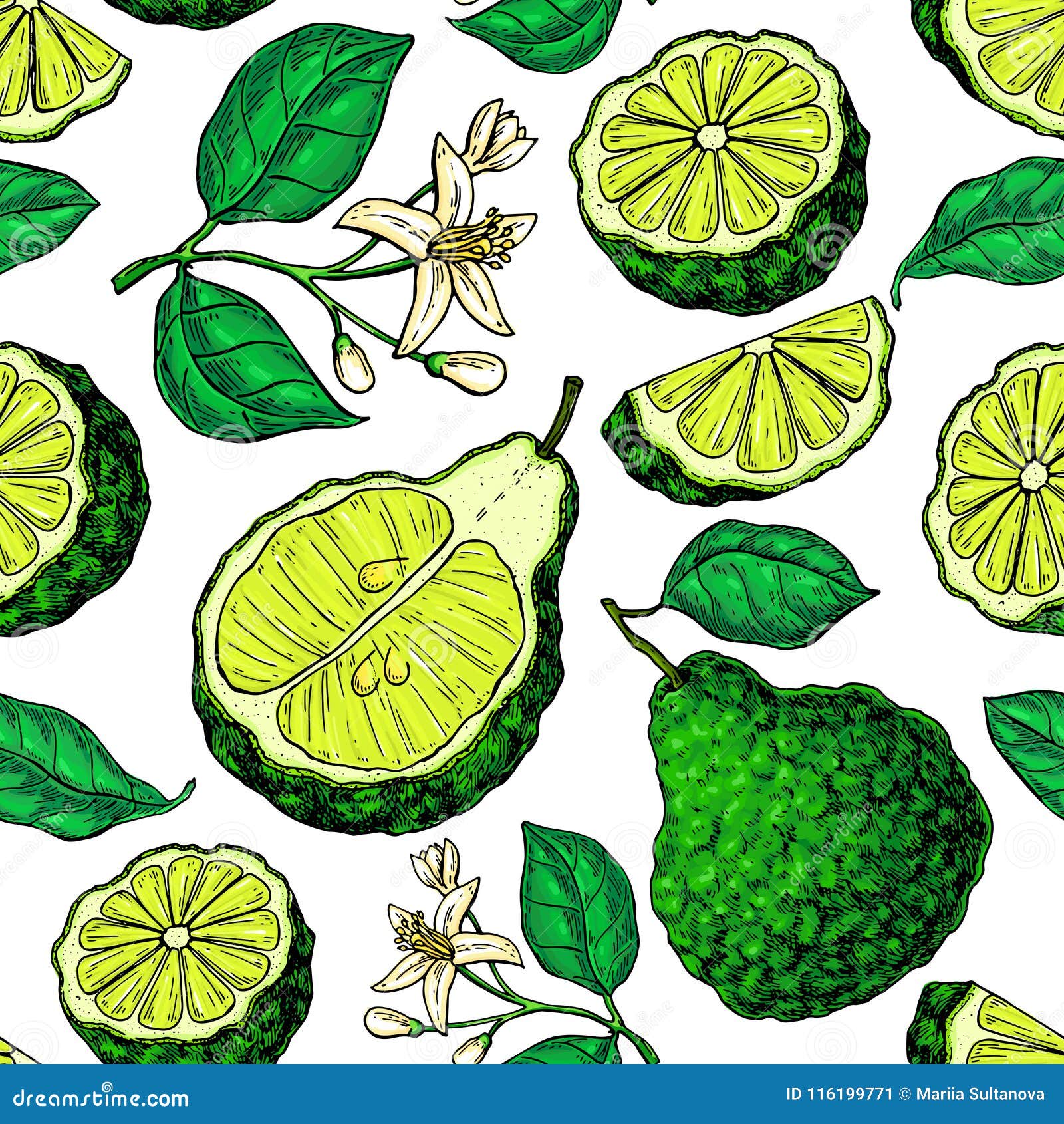 Bergamot Vector Seamless Pattern Drawing. Stock Vector - Illustration ...