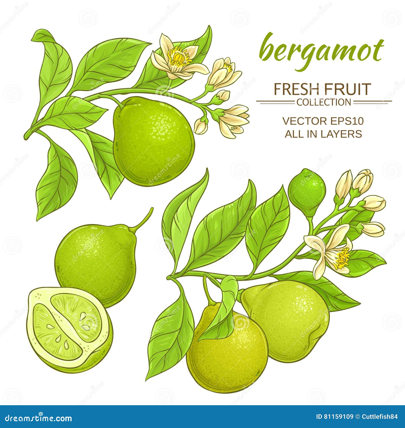 Bergamot Cartoons, Illustrations & Vector Stock Images - 2471 Pictures ...