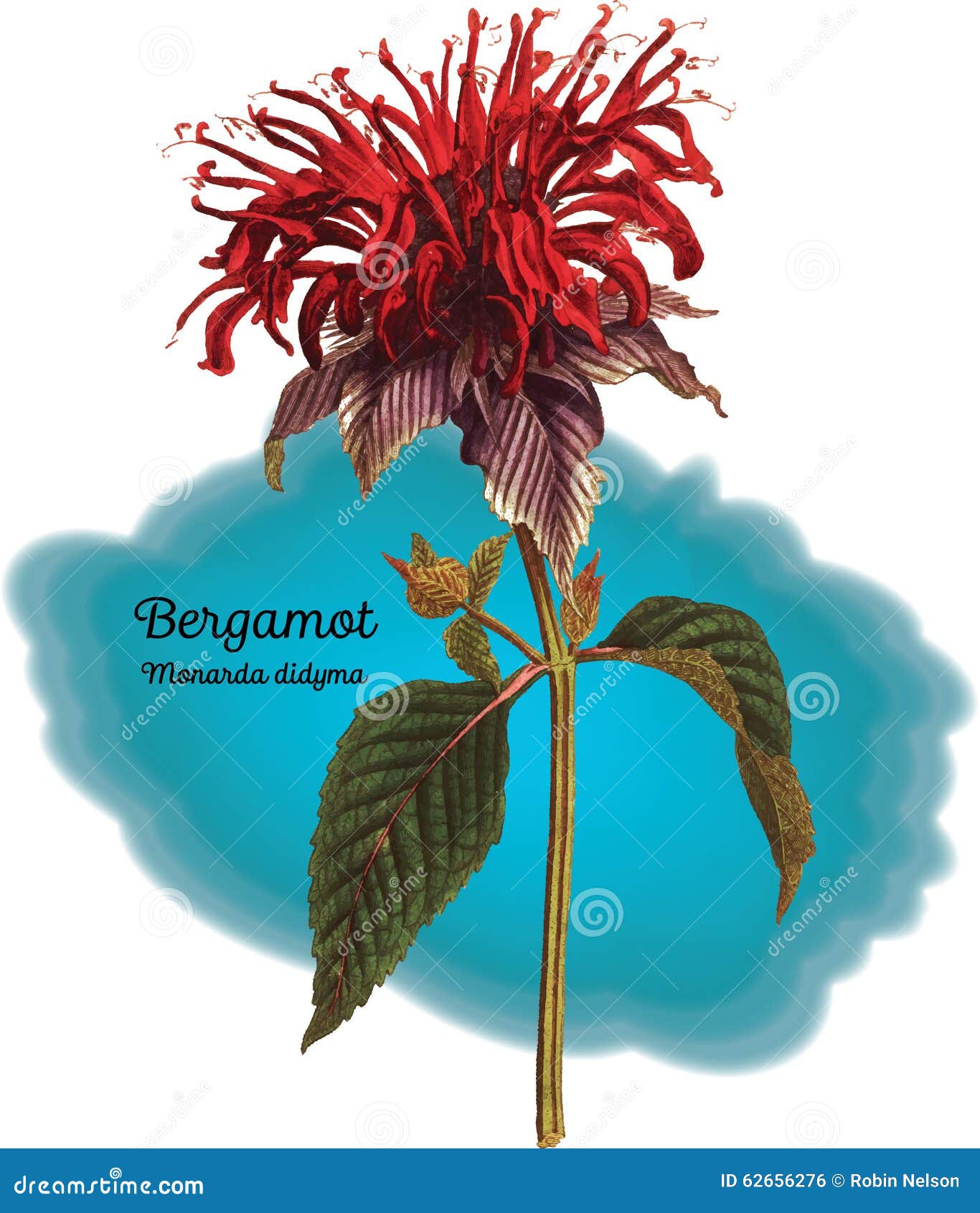 Bergamot Stock Vector Illustration Of Flower 18th Botanical 62656276