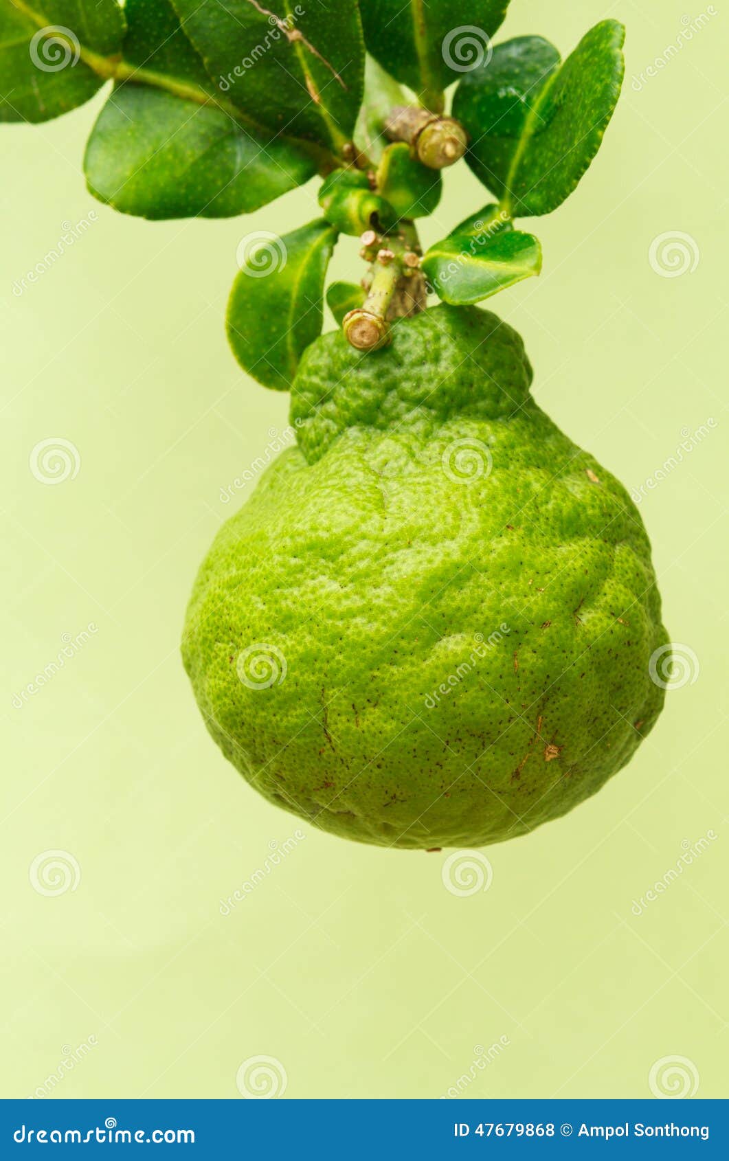 Bergamota foto de stock. Imagem de jardim, condicionador - 47679868