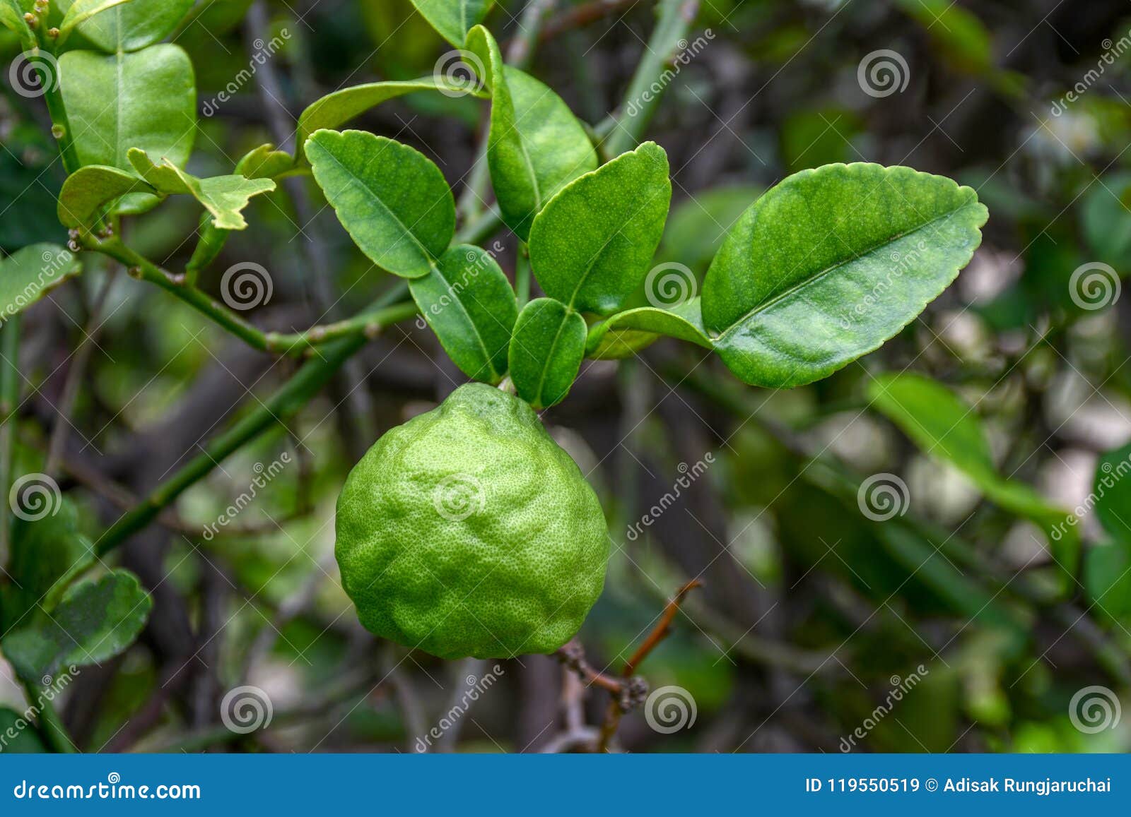 Bergamotte Auf Baum Gaden Herein Bergamotte Stockbild - Bild von ...