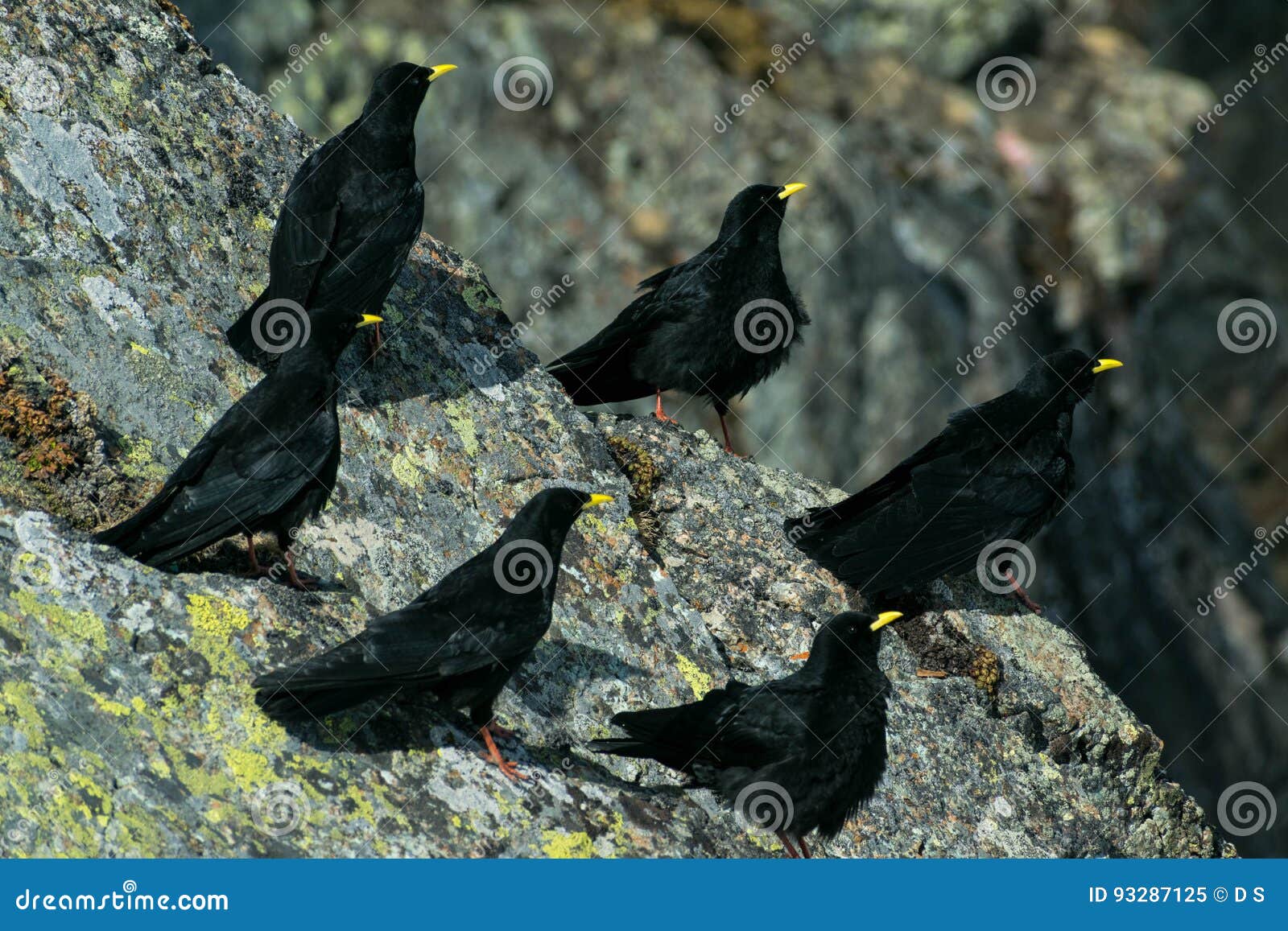 Bergdohle stock image. Image of saasfee, bird, black - 93287125