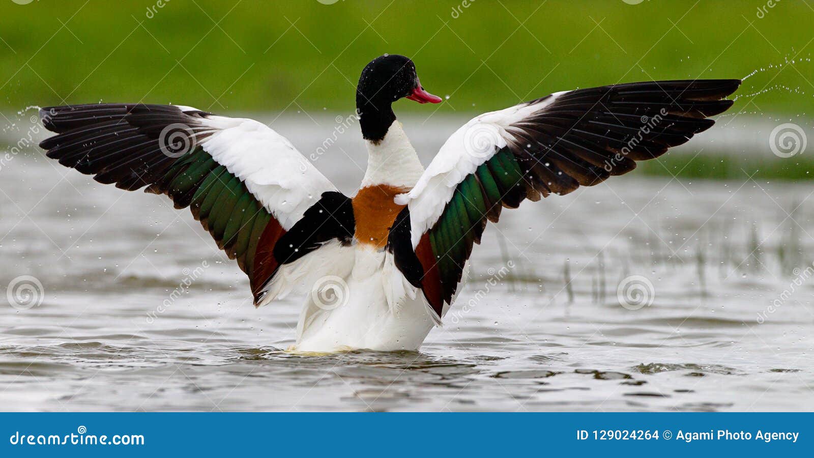 Bergeend; Common Shelduck; Tadorna Tadorna Stock Photo - Image of ...