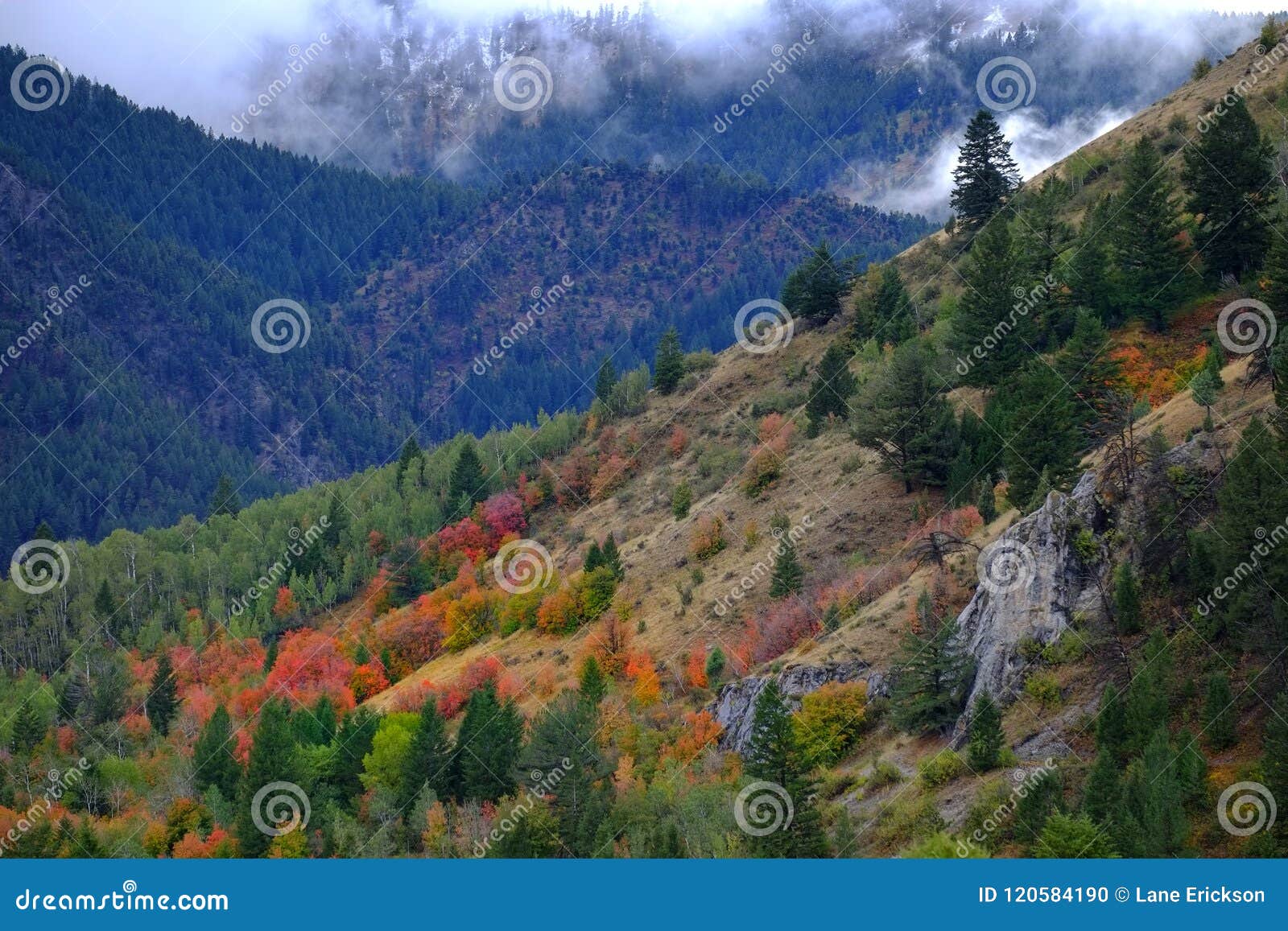 Bergen Forest Autumn Fall Trees En Pijnbomenwildernis Stock Foto ...