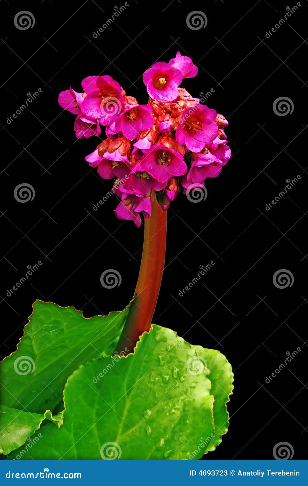 Bergenia Red Star. stock image. Image of pointer, stem - 4093723