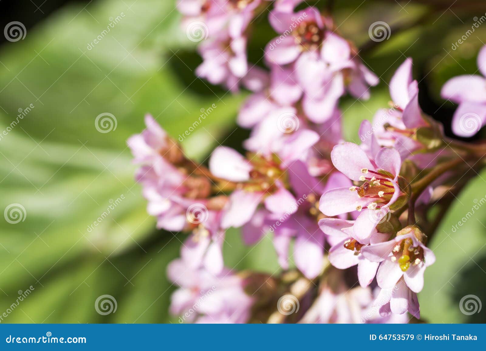 Bergenia stracheyi flower stock image. Image of bright - 64753579