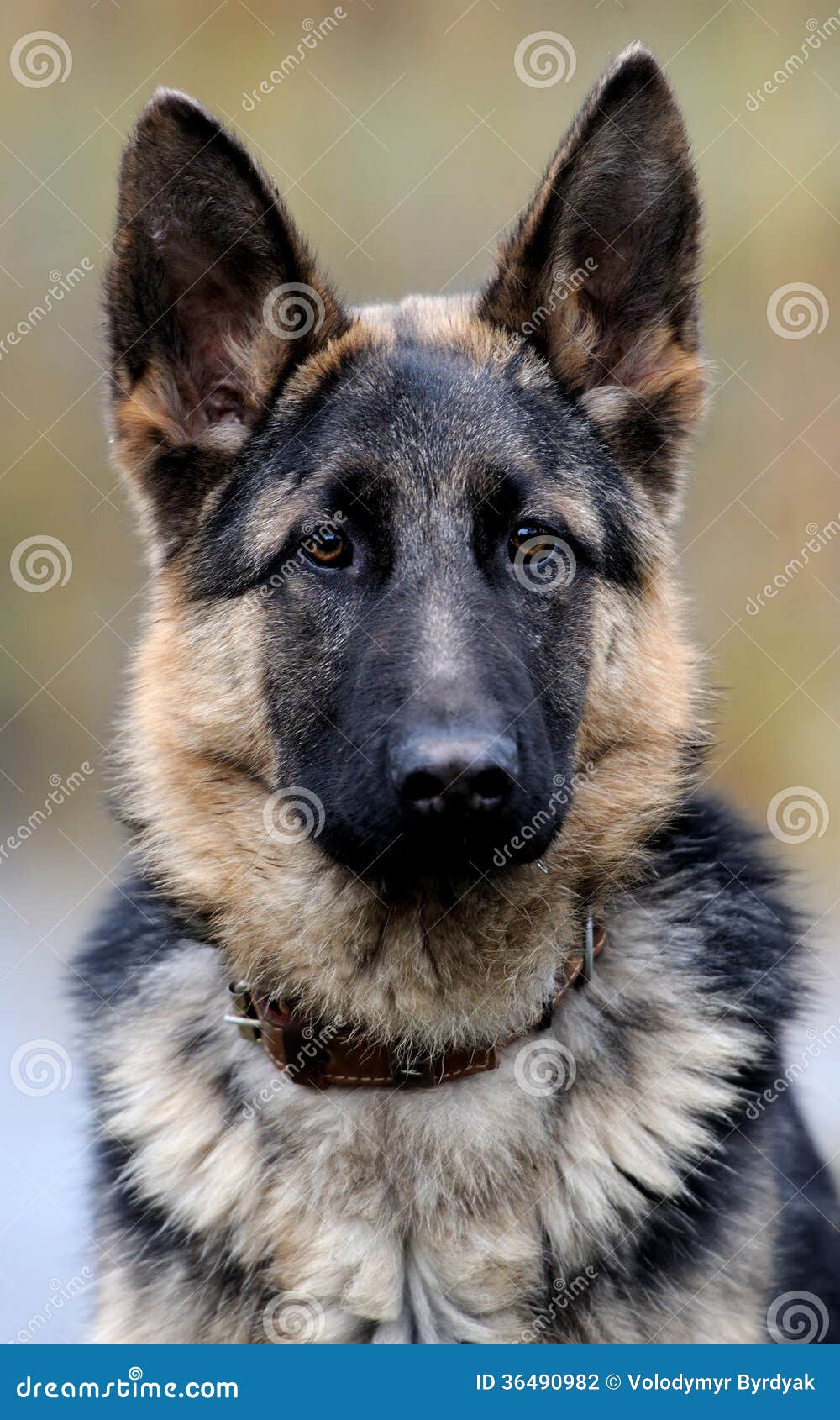 Berger Allemand Dog Portrait Photo stock - Image du amical, oeil: 36490982