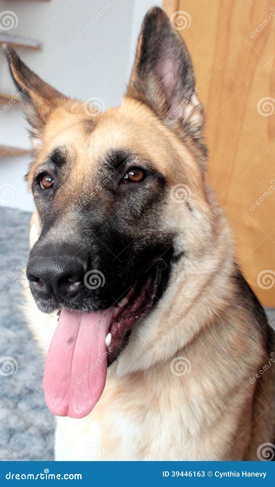 Berger Allemand Dog Portrait Image stock - Image du allemand, regarder ...