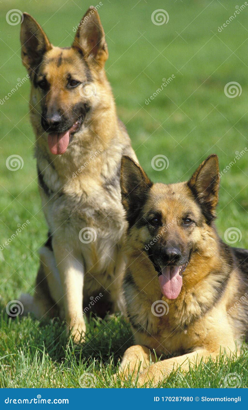 BERGER ALLEMAND stock photo. Image of outdoor, domestic - 170287980