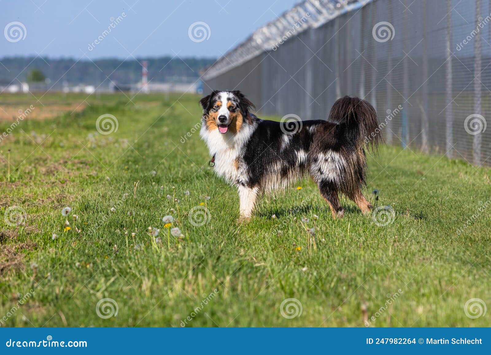 Berger australien photo stock. Image du mieux, fond - 247982264