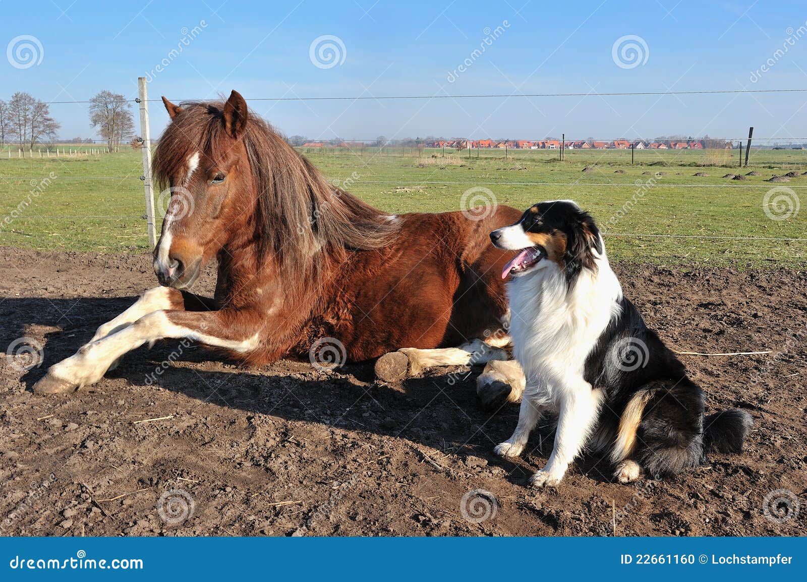 Berger Australien Avec Le Cheval Photo stock - Image du cheval, jeune ...